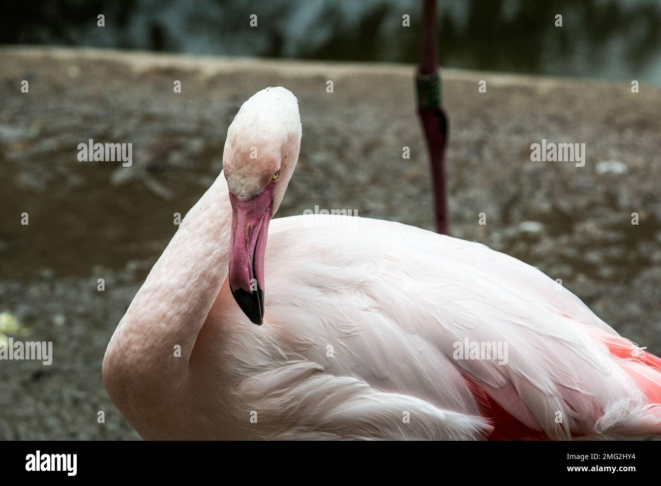zoo animals in germany Stock Photo - Alamy