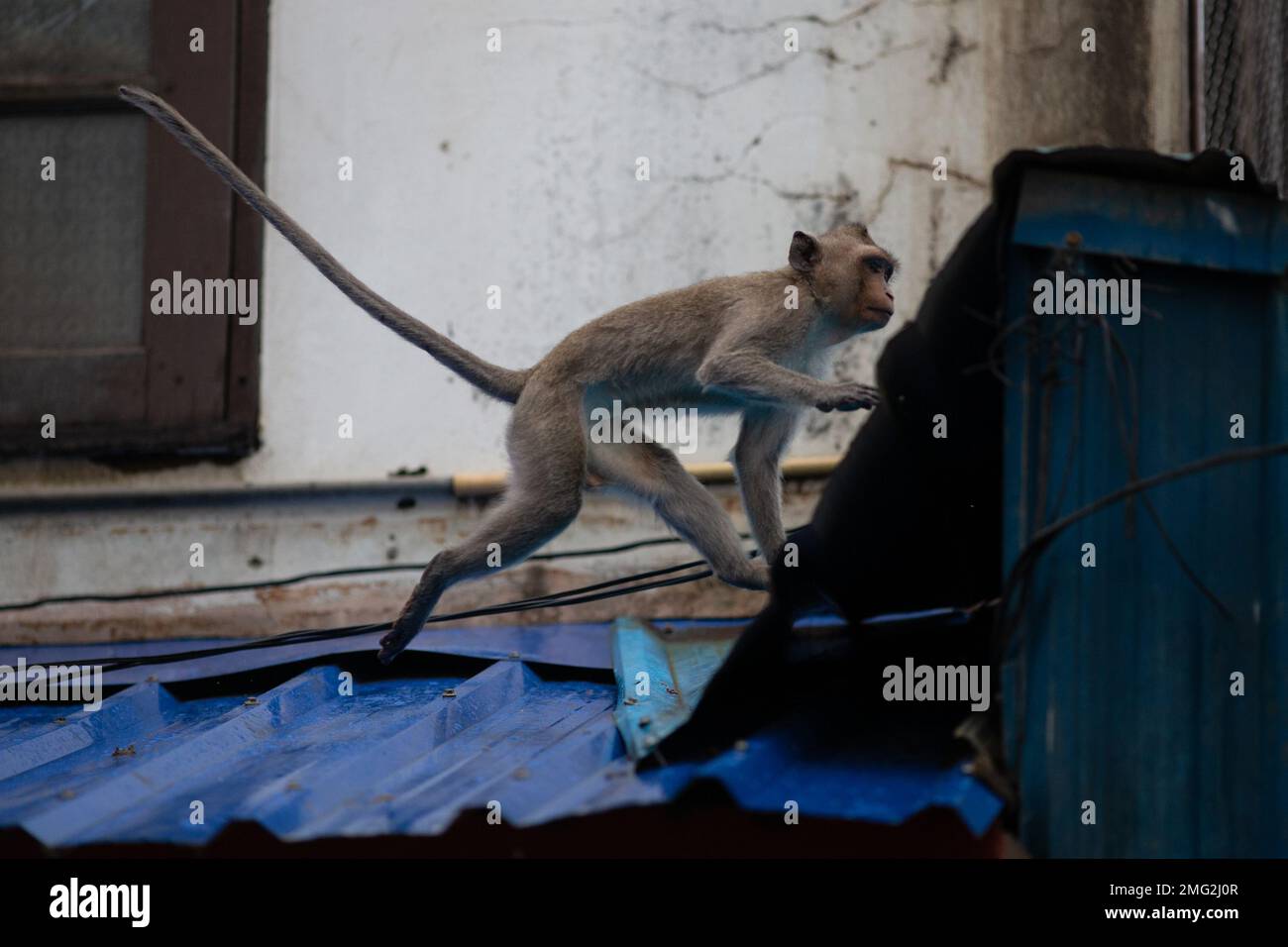 Phetchaburi monkeys hi-res stock photography and images - Alamy