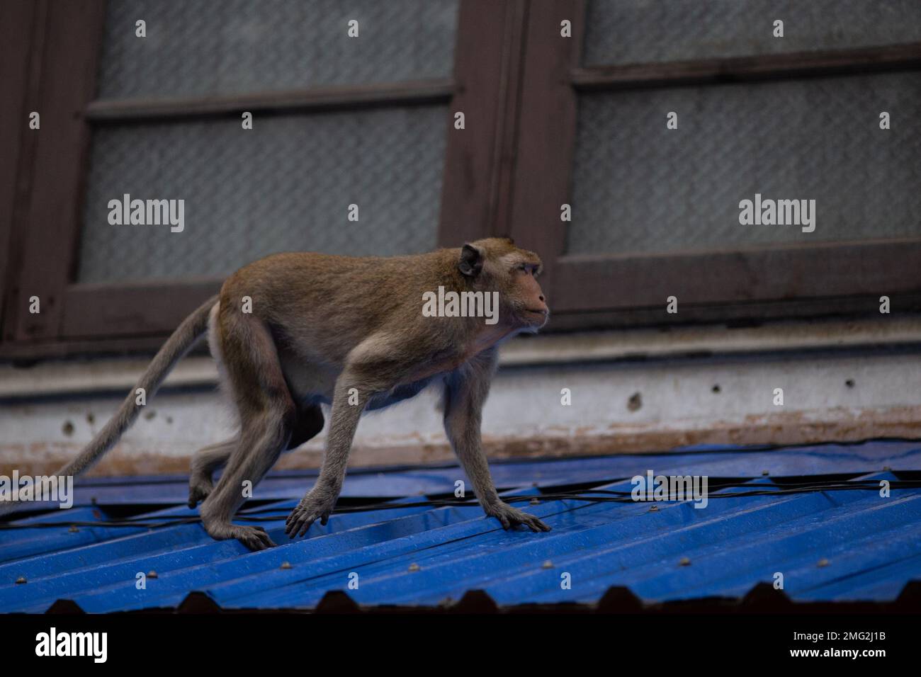 Phetchaburi monkeys hi-res stock photography and images - Alamy