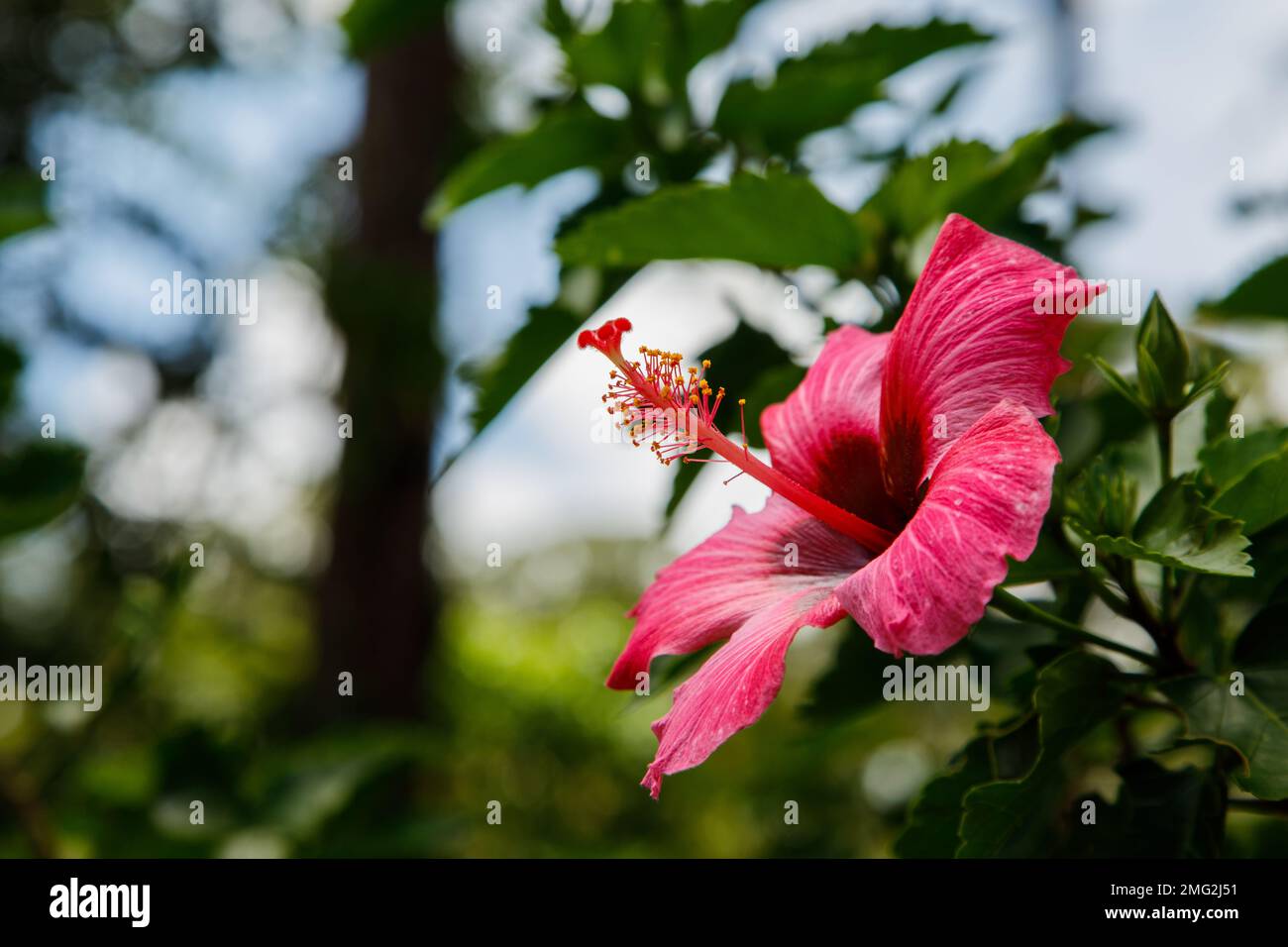 Pink hibiscus flower in tropical garden at Arenal Volcano National Park ...