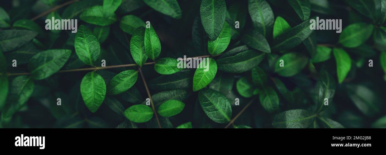 Green plant foliage nature background, top view banner. Fresh garden ...