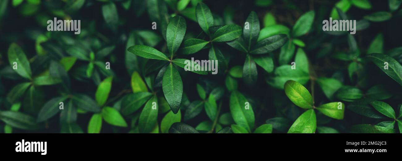 Green plant foliage nature background, top view banner. Fresh garden ...
