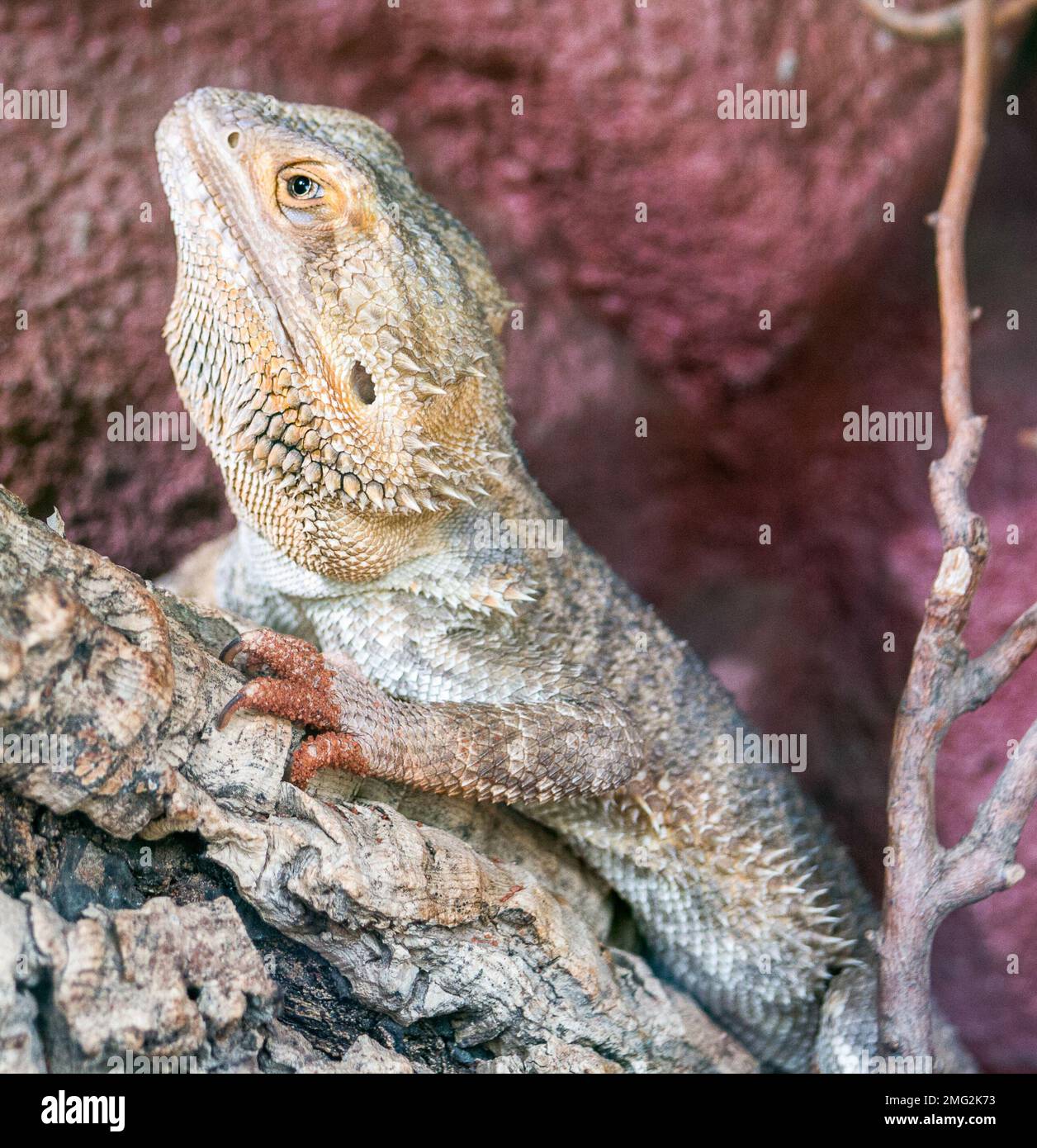 zoo animals in germany Stock Photo - Alamy