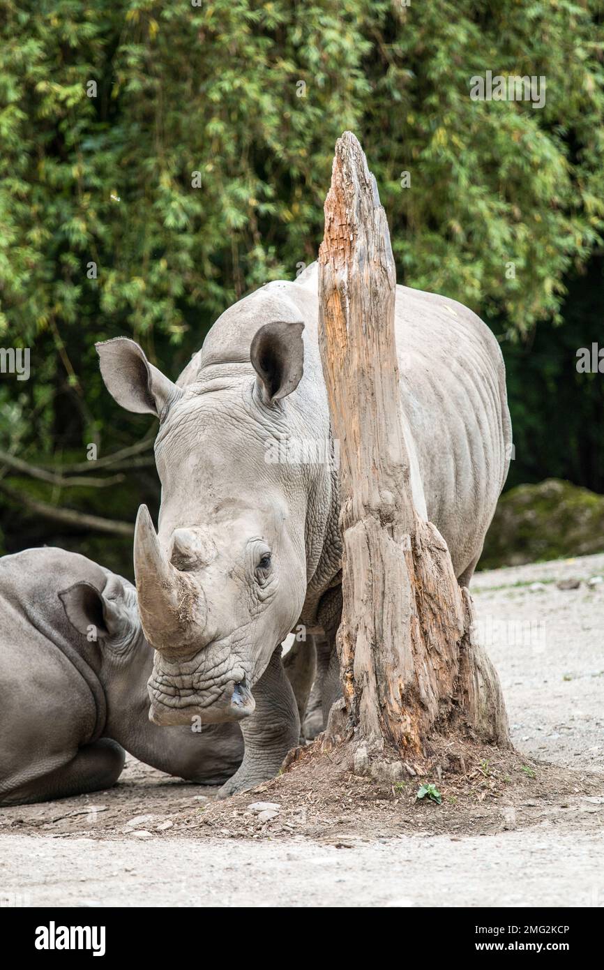 zoo animals in germany Stock Photo - Alamy