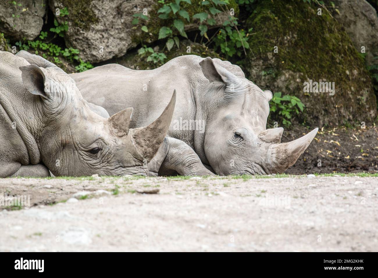 zoo animals in germany Stock Photo - Alamy