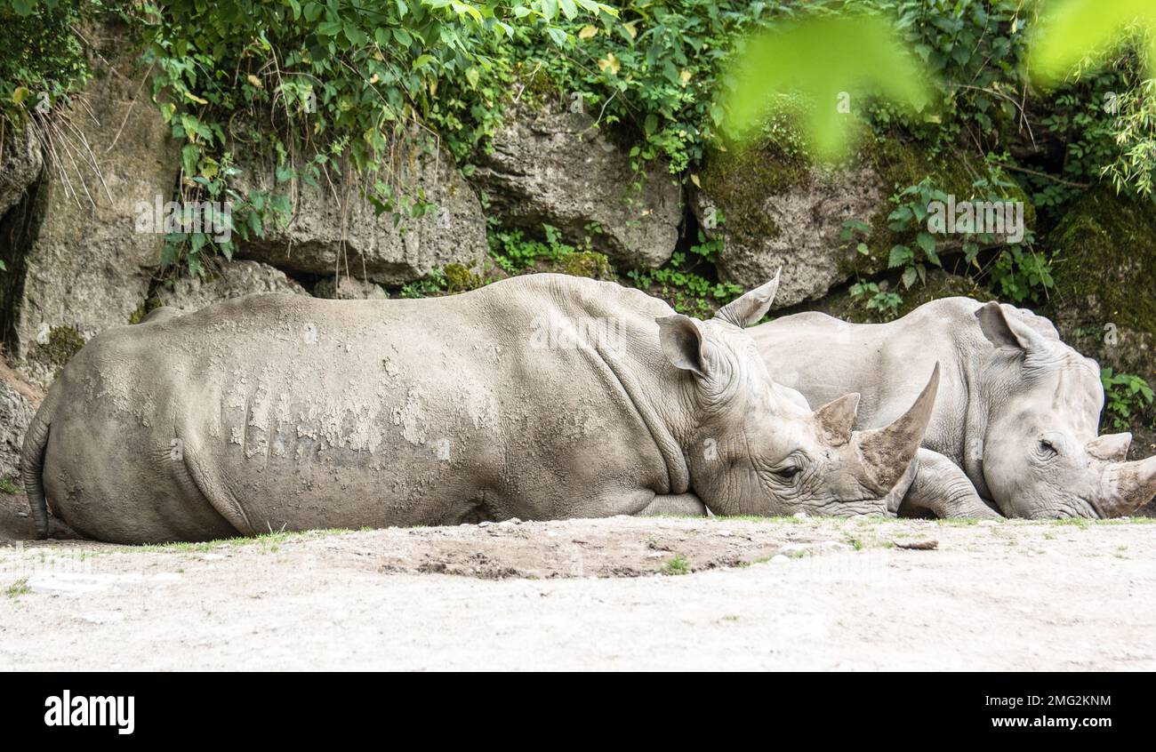 zoo animals in germany Stock Photo - Alamy