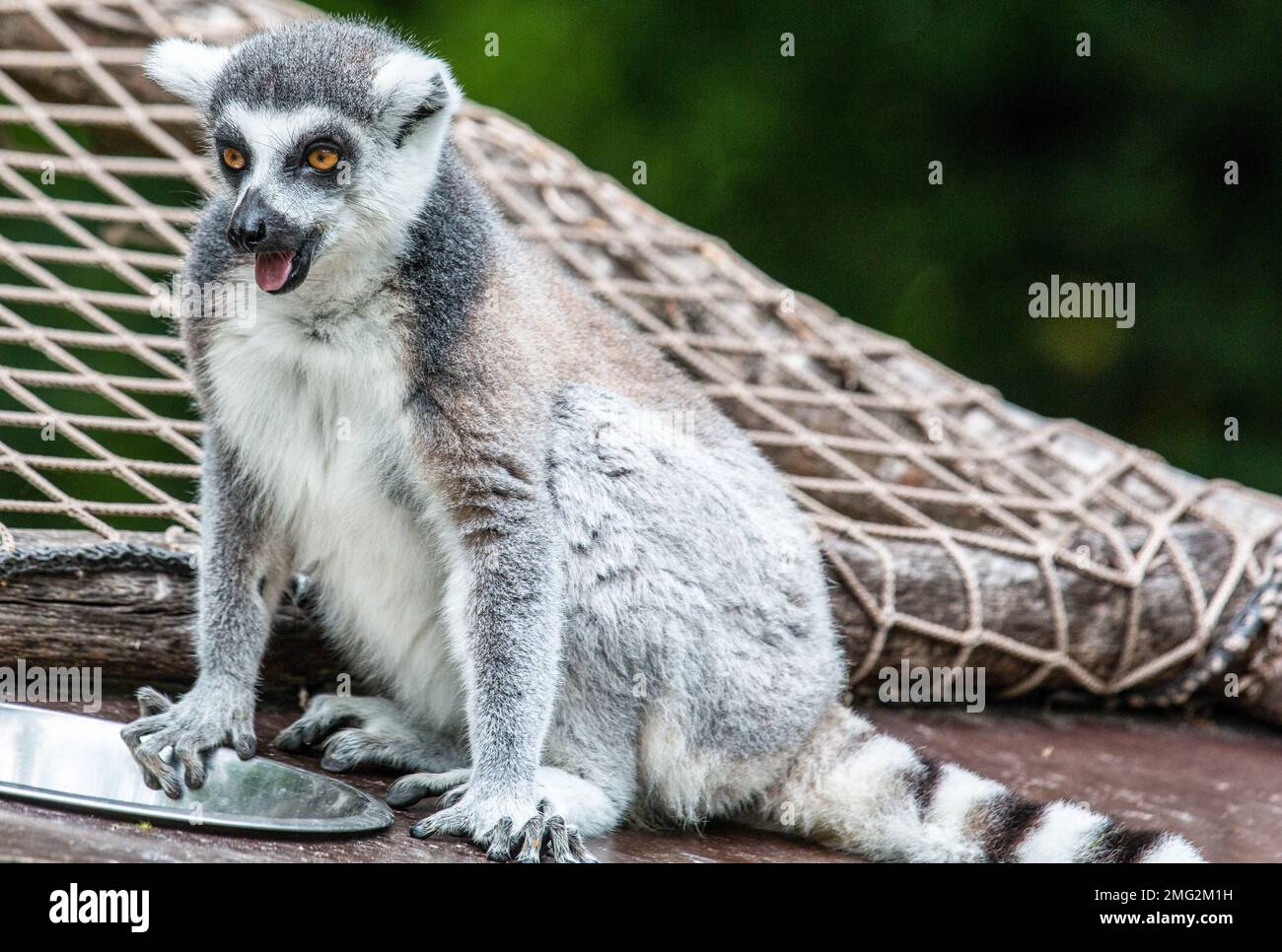 zoo animals in germany Stock Photo - Alamy