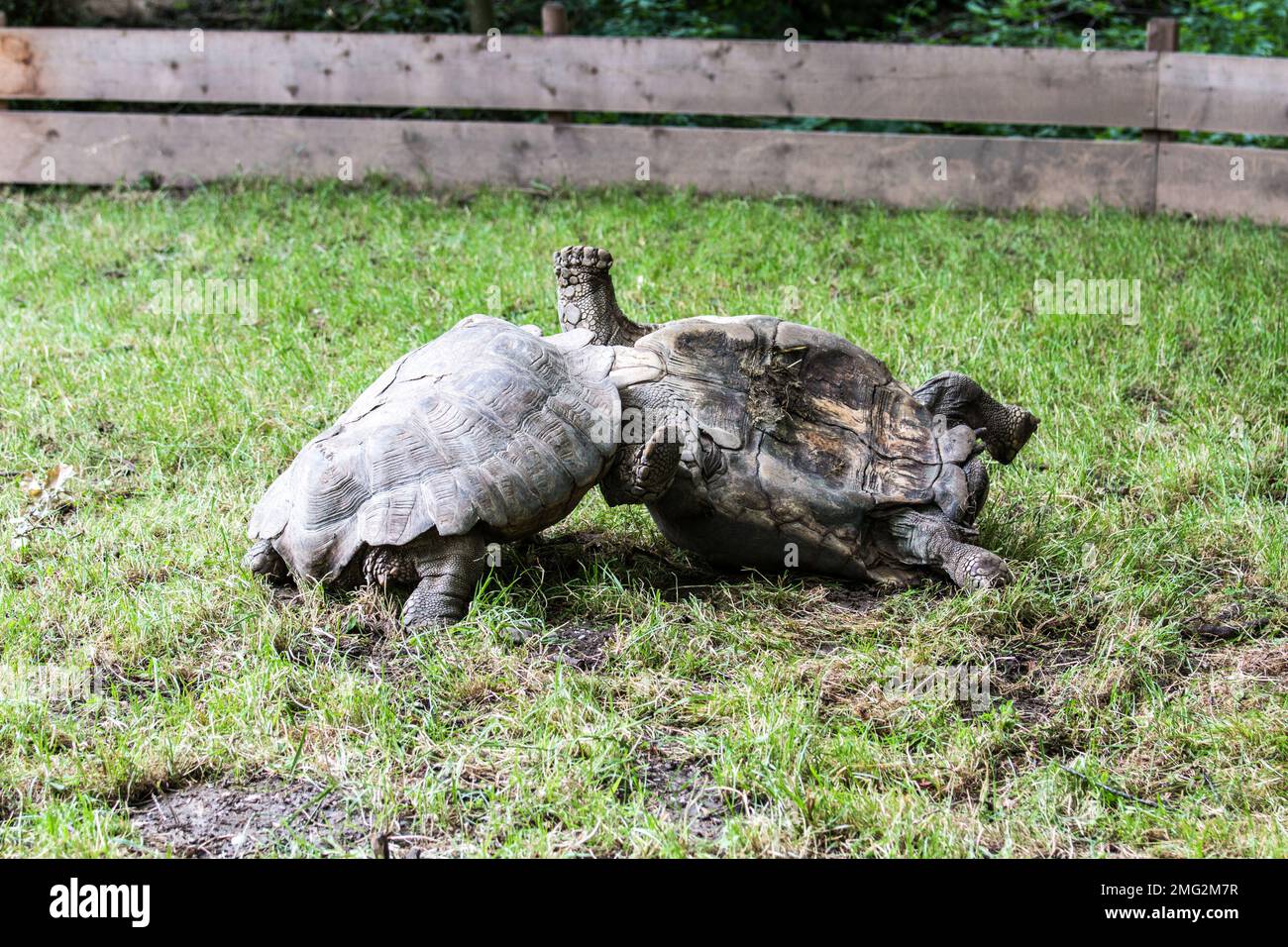 zoo animals in germany Stock Photo - Alamy