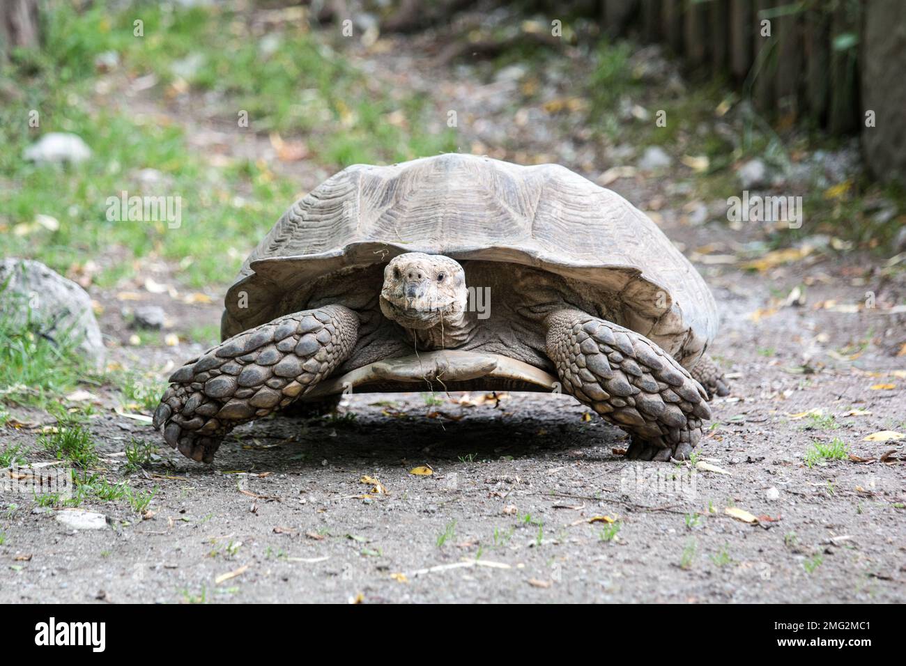 zoo animals in germany Stock Photo - Alamy