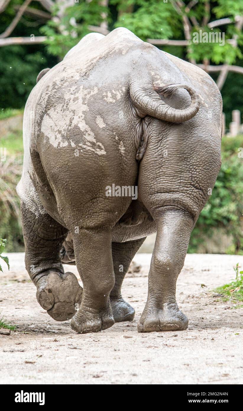 zoo animals in germany Stock Photo - Alamy
