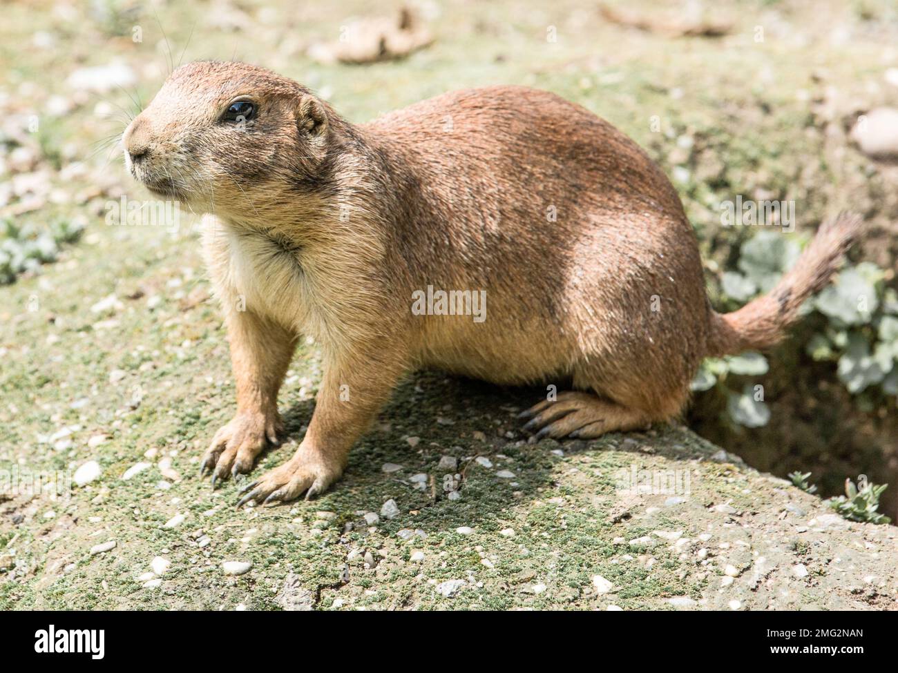 zoo animals in germany Stock Photo - Alamy
