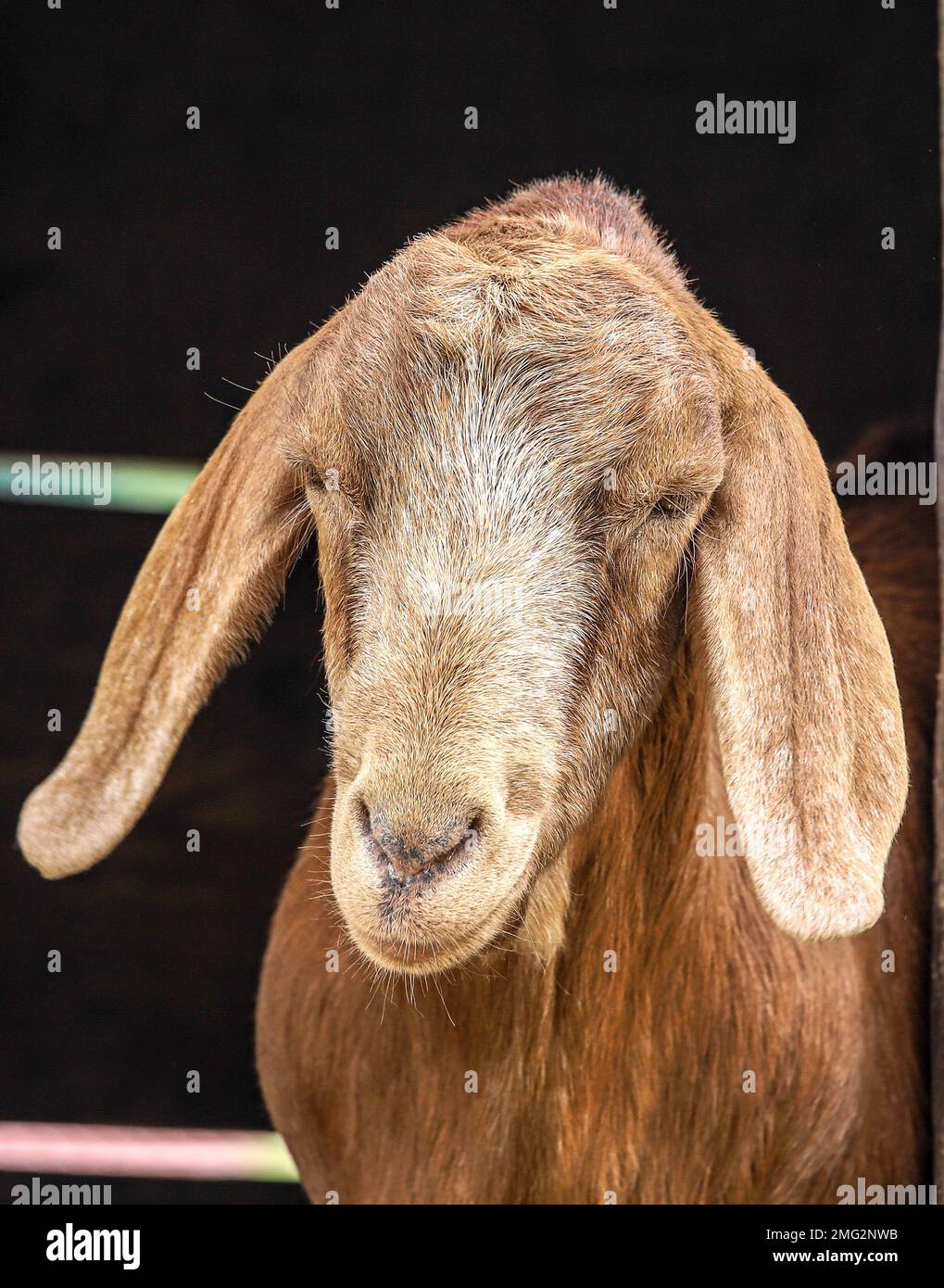 The keeper of sheep hi-res stock photography and images - Alamy