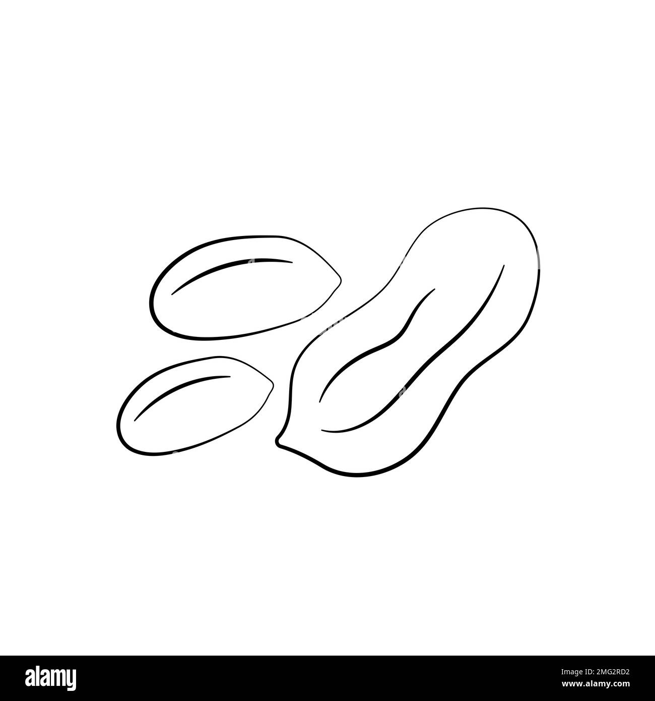 Peanuts in cartoon style. Nut icon for template label, packaging ...