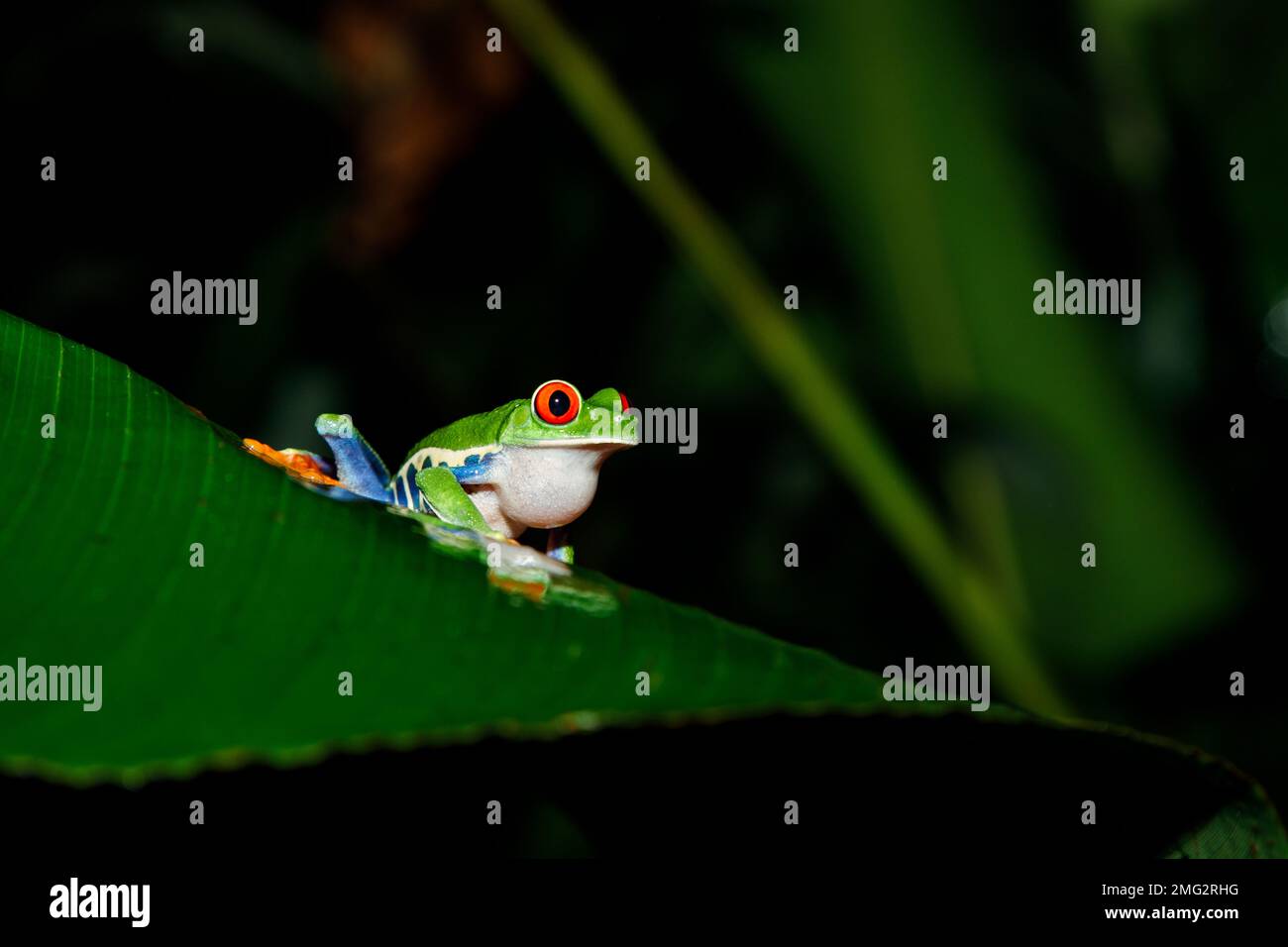 Brightly colored Red-Eyed Tree Frog at night in the Arenal Volcano ...