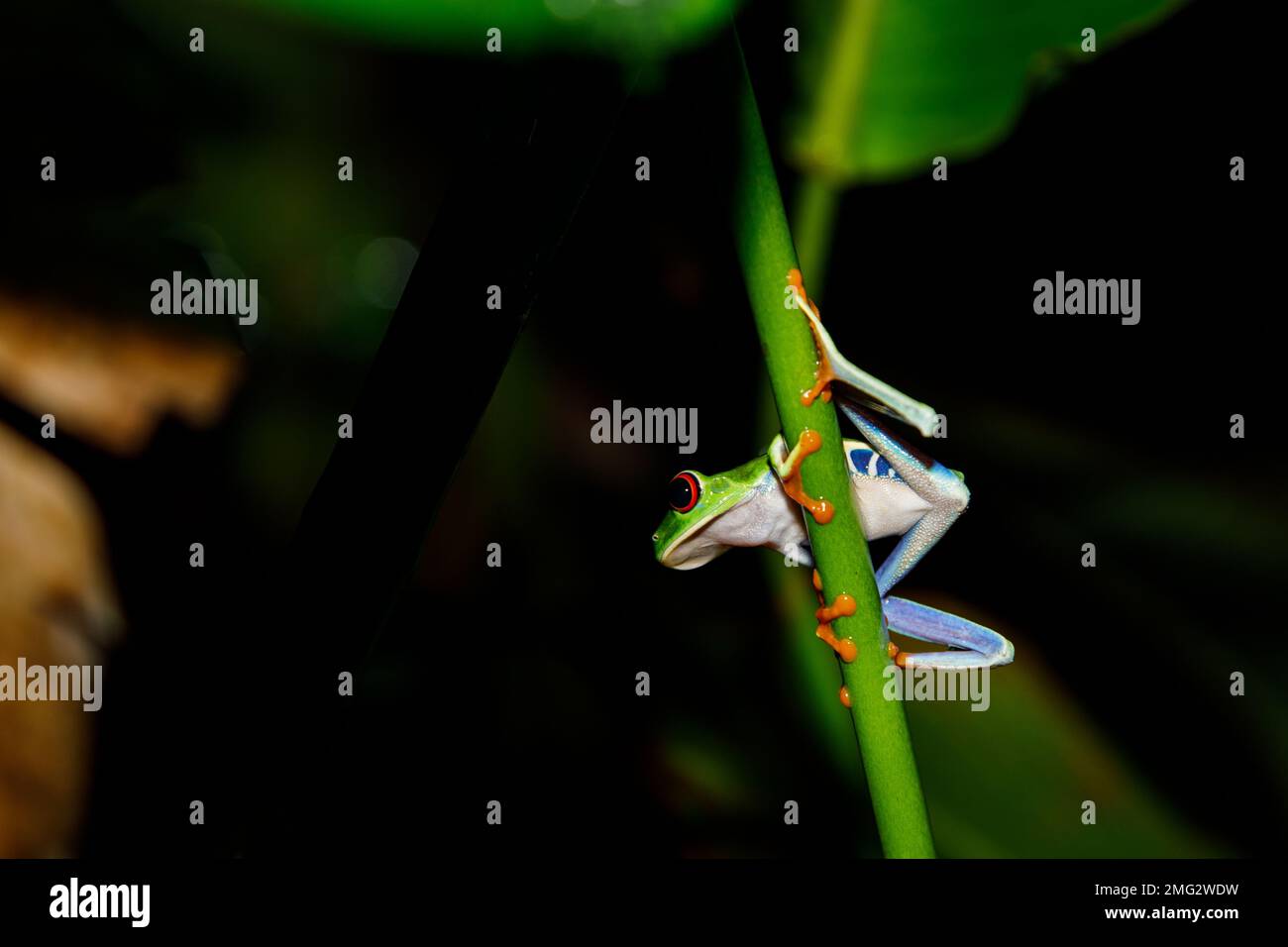 Brightly colored Red-Eyed Tree Frog at night in the Arenal Volcano ...