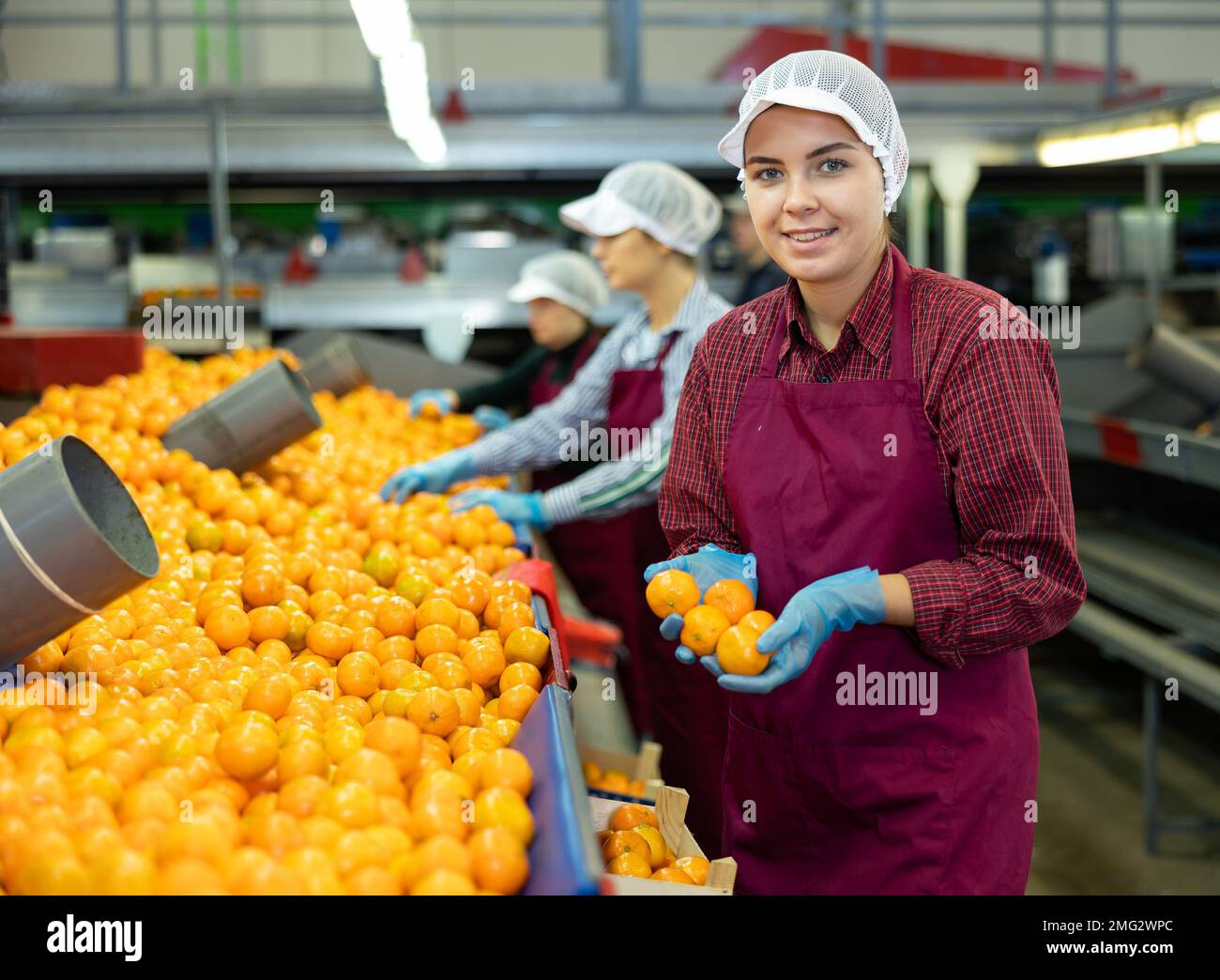 Glad woman in uniform sorts fresh ripe tangerines on the conveyor belt ...