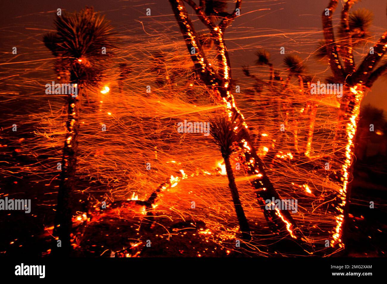 The wind whips embers from the Joshua trees burning in the Bobcat Fire ...