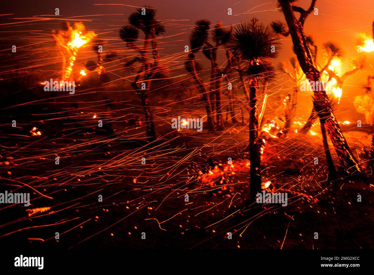 The wind whips embers from the Joshua trees burning in the Bobcat Fire ...