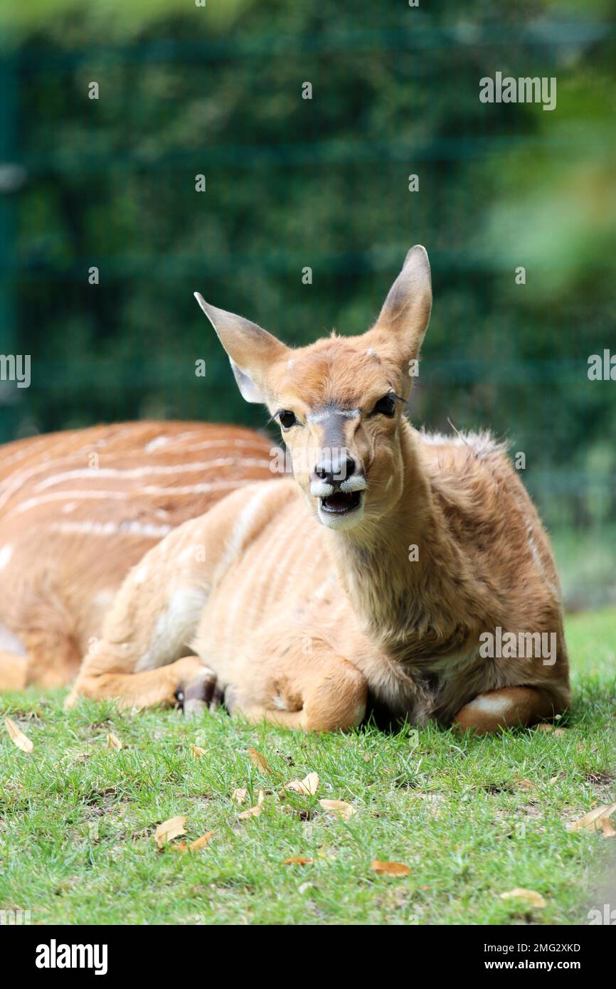 zoo adventure in germany Stock Photo - Alamy