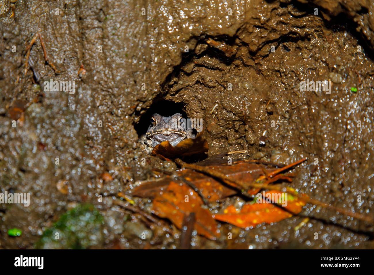 Costa rican ecosystem hi-res stock photography and images - Alamy