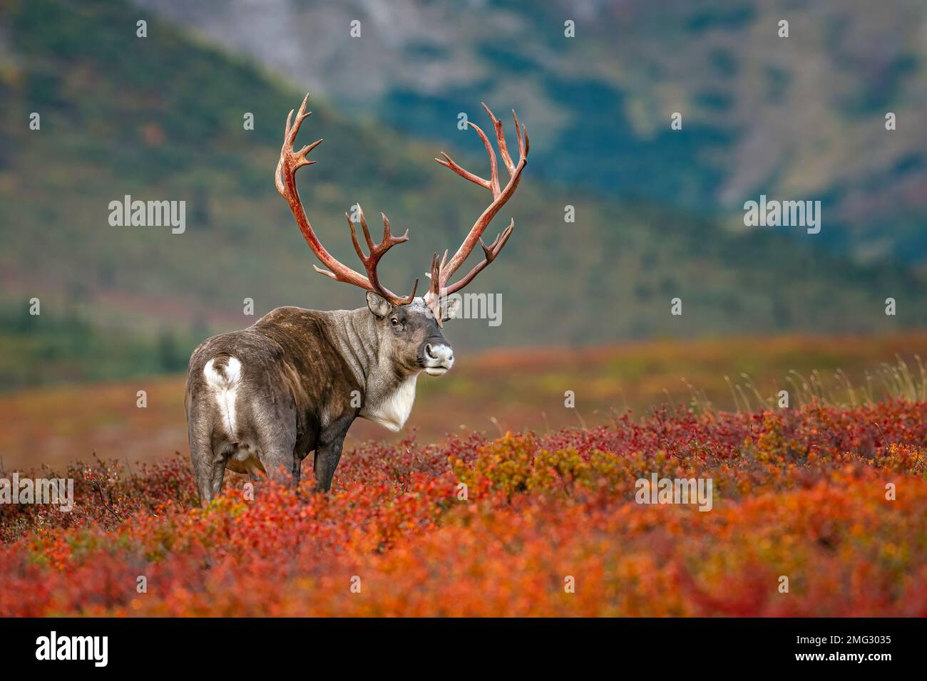 Bull Caribou in fall color Stock Photo - Alamy