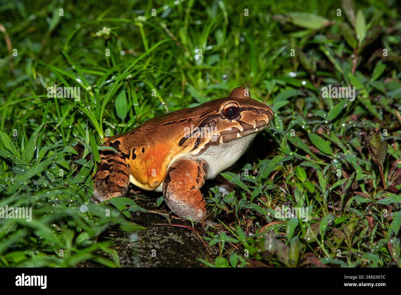 Savage's thin-toed frog (Leptodactylus savagei) at night, Arenal ...