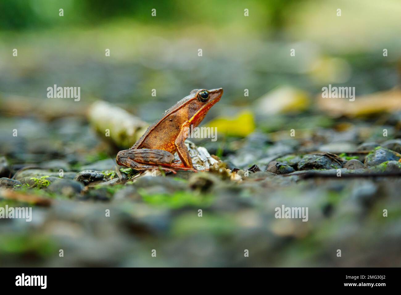 The Brilliant Forest Frog or Warszewitsch's frog (Lithobates ...