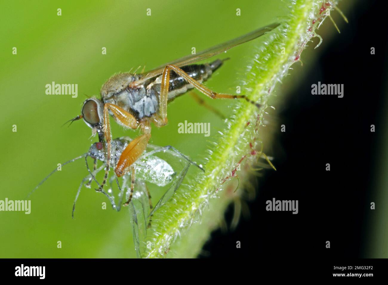 Platypalpus sp. Hybotidae commonly known dance flies with hunted aphid ...