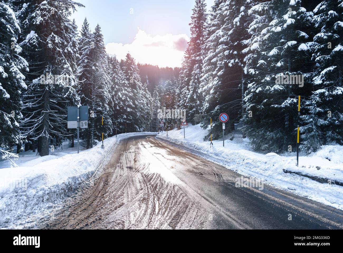 Winding alpine road cleared of snow through a dense snowy pine forest ...