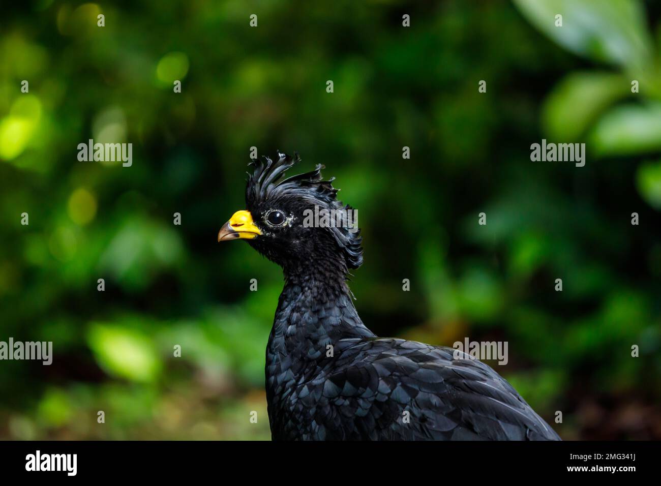 Male Great curassow (Crax rubra) foraging at the Arenal Observatory ...