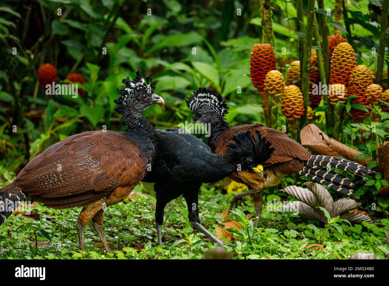 Male (black) and female (rufous morph) Great curassows (Crax rubra ...