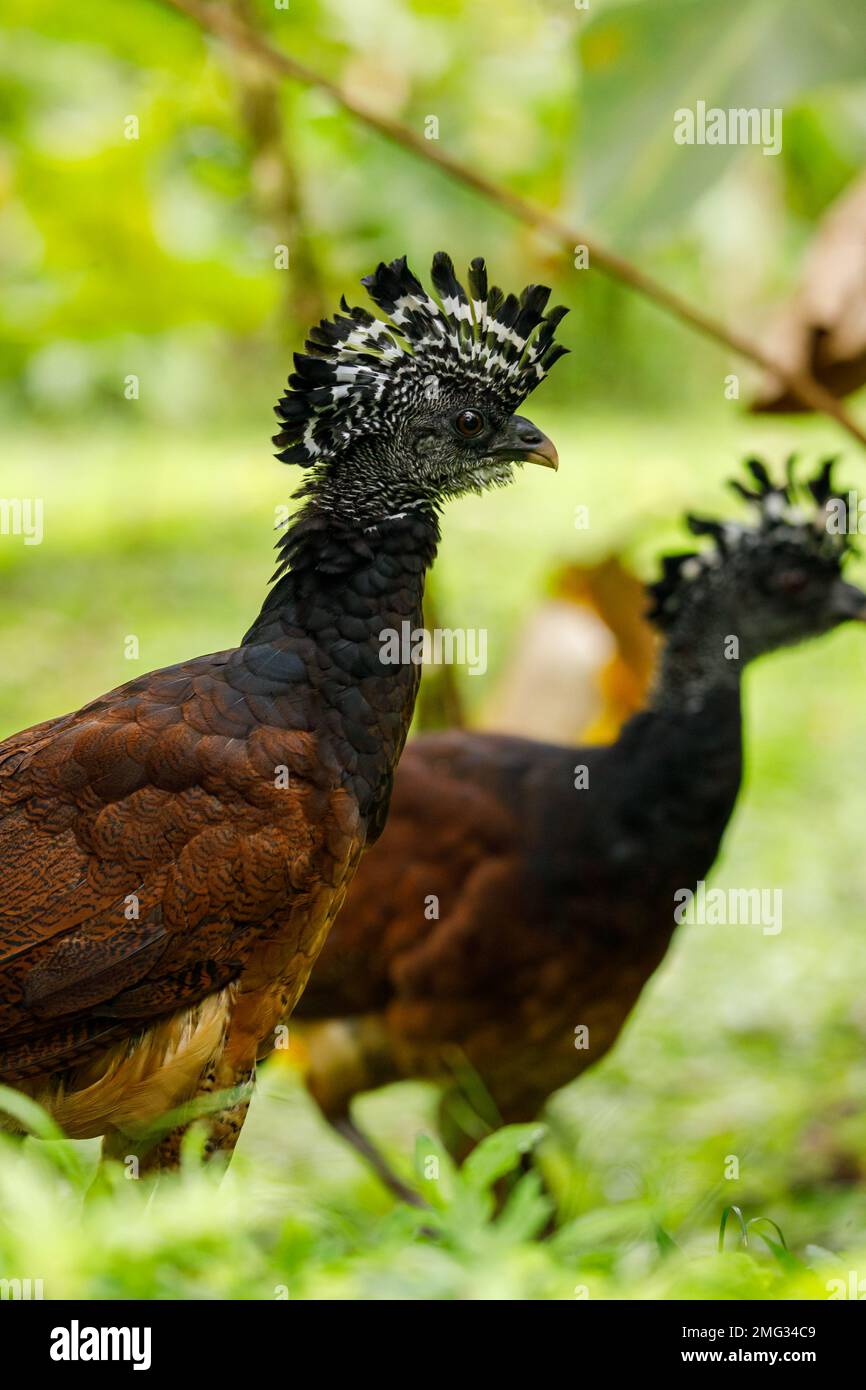 Female, rufous morph, Great curassows (Crax rubra) foraging at the ...
