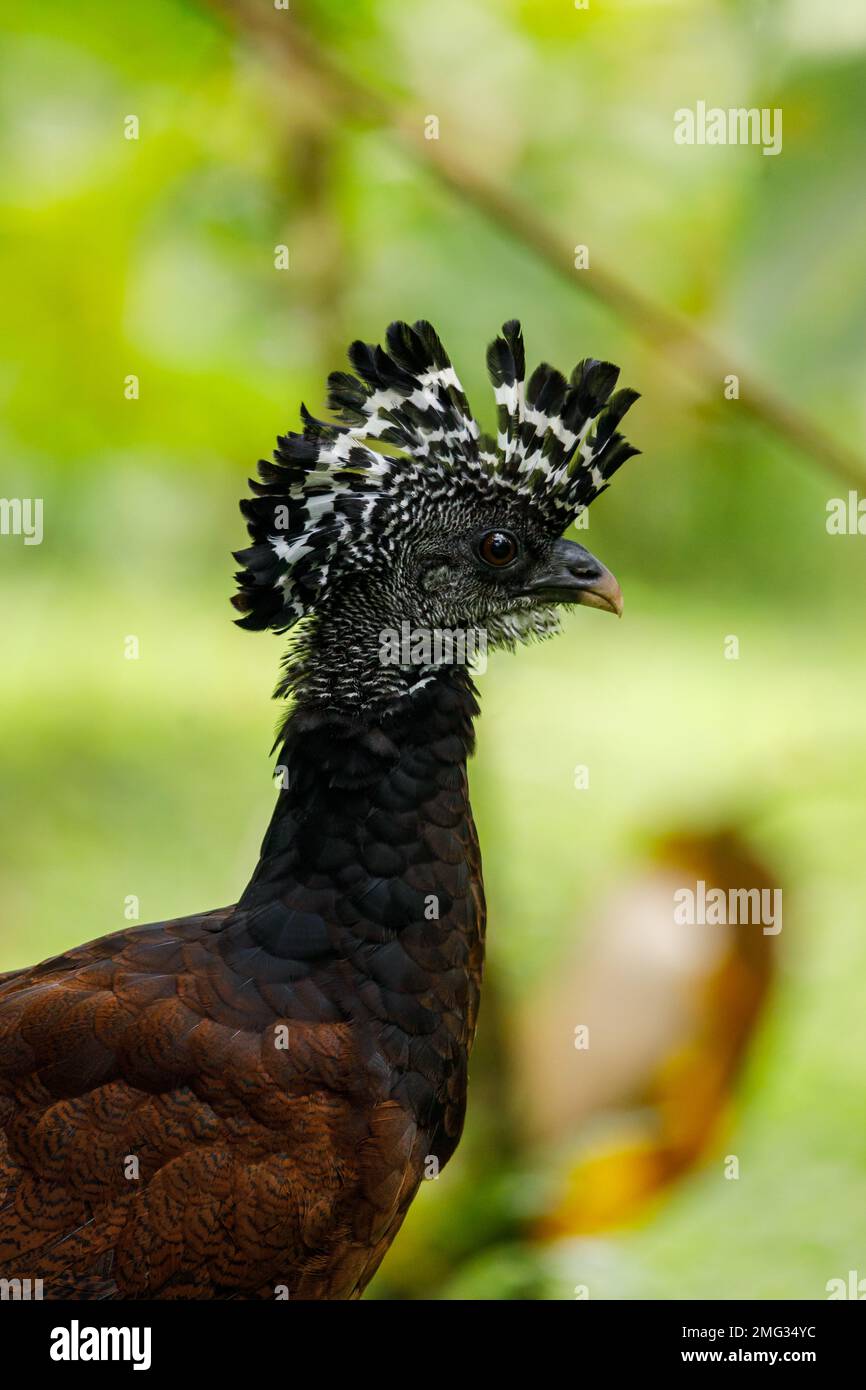 Female, rufous morph, Great curassow (Crax rubra) foraging at the ...