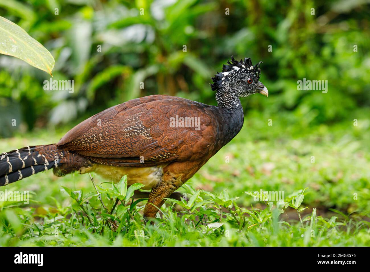Female, rufous morph, Great curassow (Crax rubra) foraging at the ...