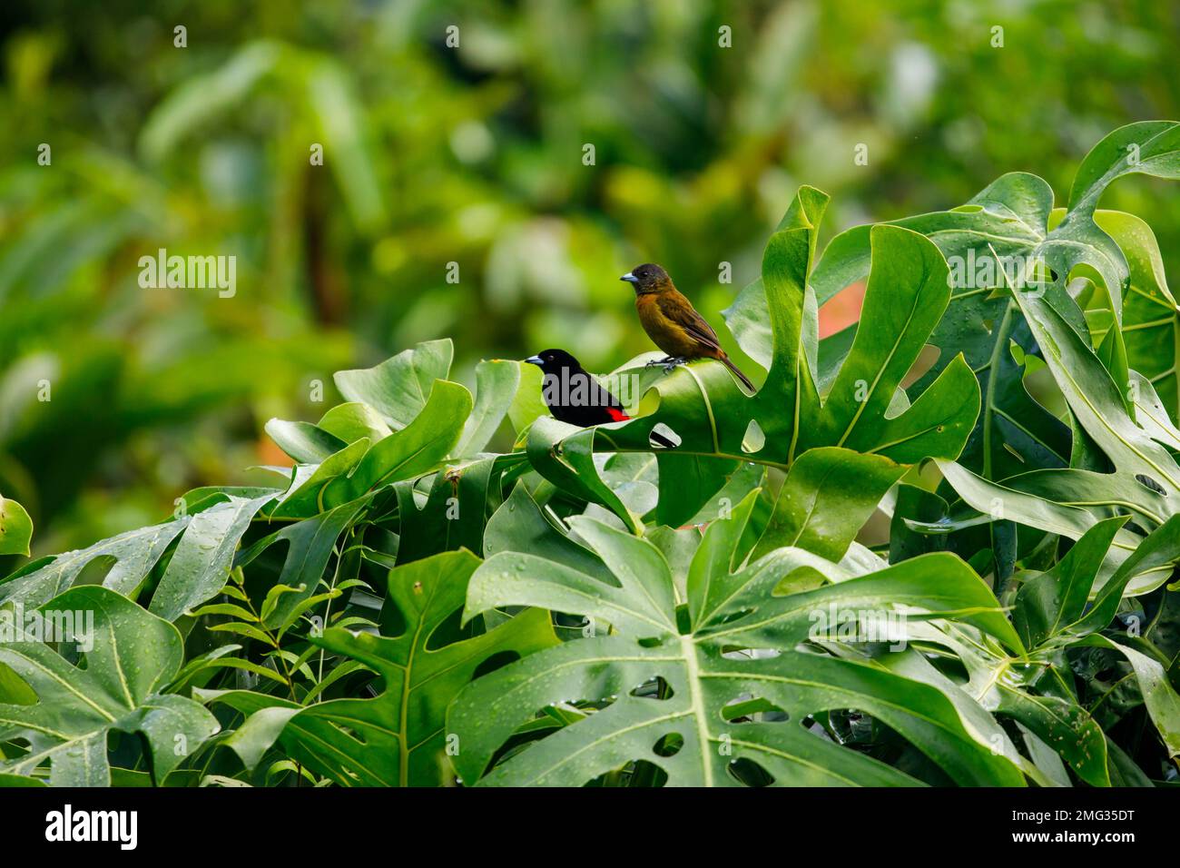 Pair of male and female scarlet-rumped tanagers (Ramphocelus passerinii ...