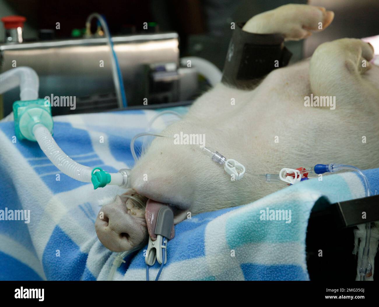 A pig is connected to a ventilator prototyoe as doctors, engineers ...