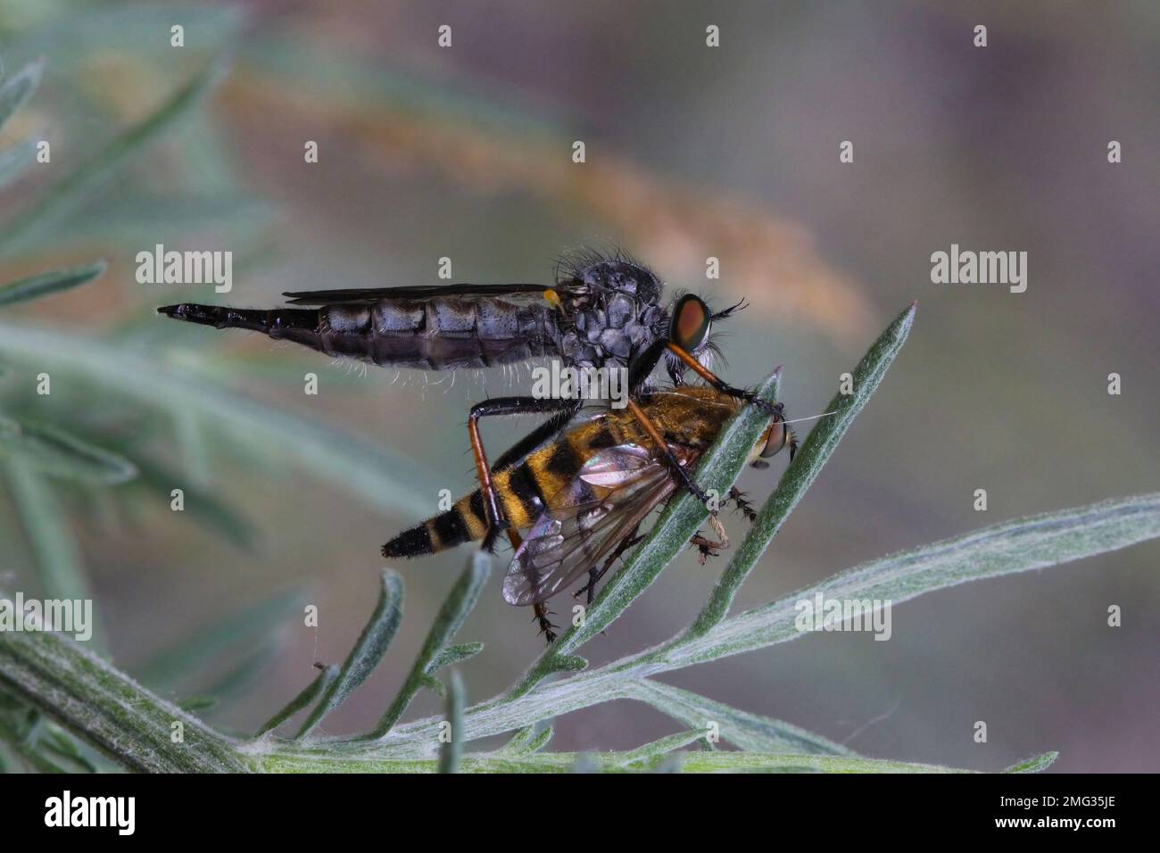 Robber fly (Asilidae) feeds off a captured fly by sucking out the body ...