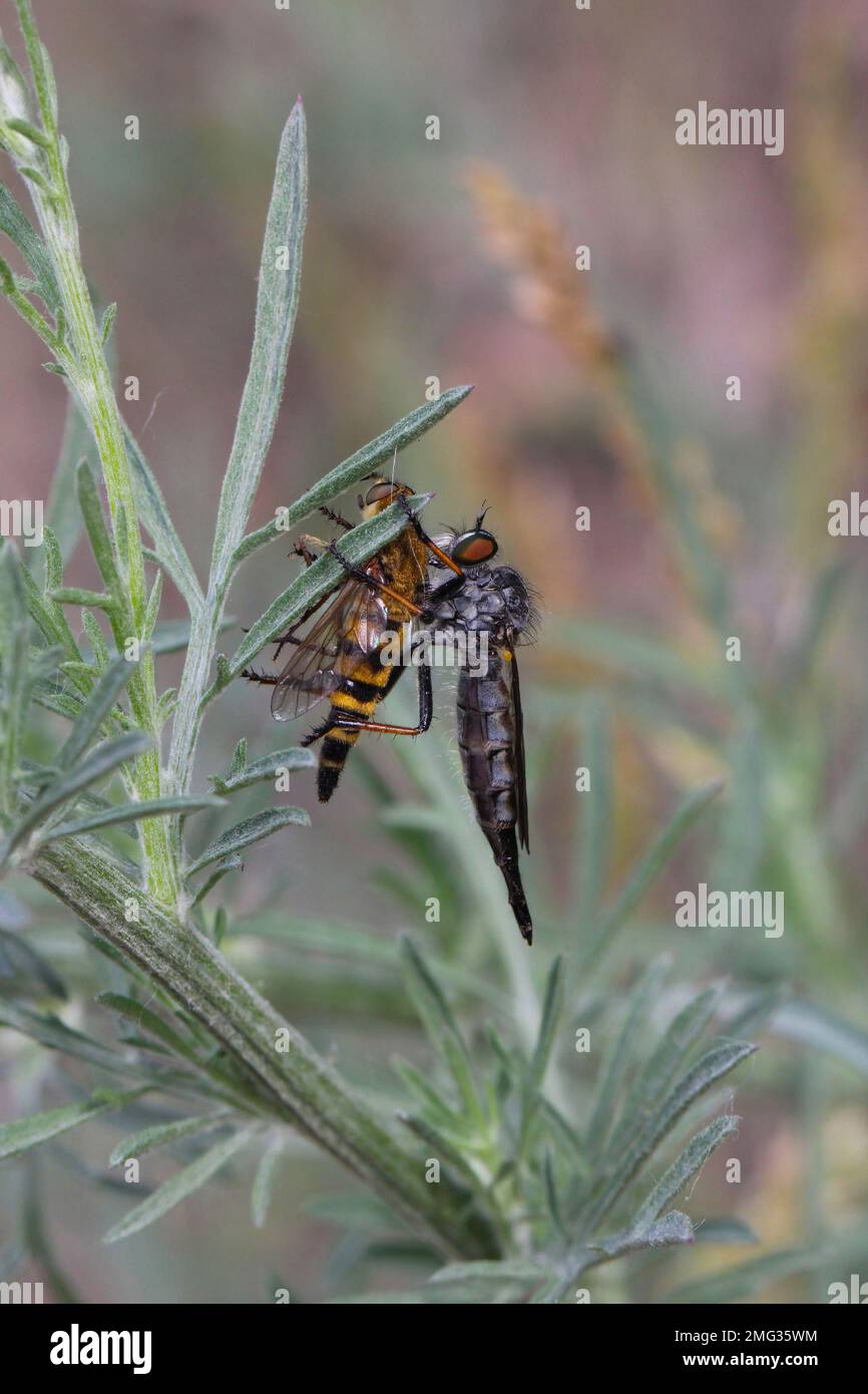 Robber fly (Asilidae) feeds off a captured fly by sucking out the body ...