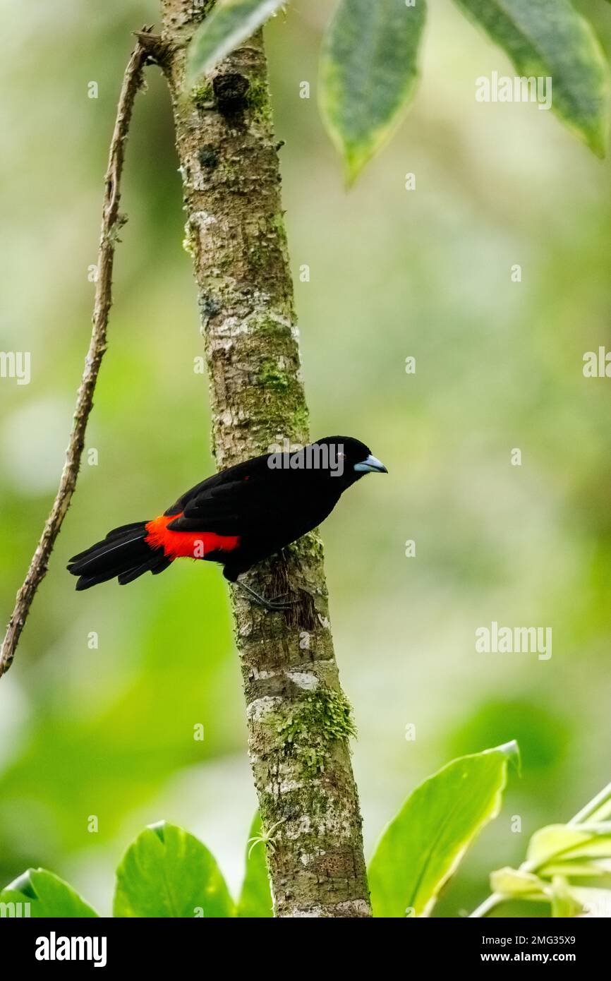 Male scarlet-rumped tanager (Ramphocelus passerinii) at the Arenal ...