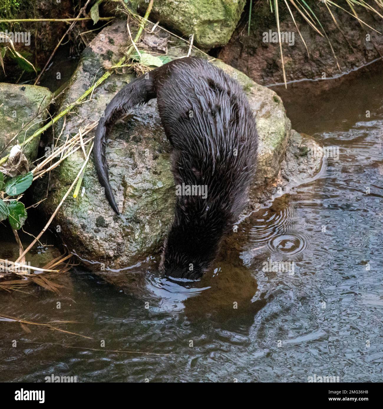Otter, River Don, Aberdeen, Scotland Stock Photo - Alamy