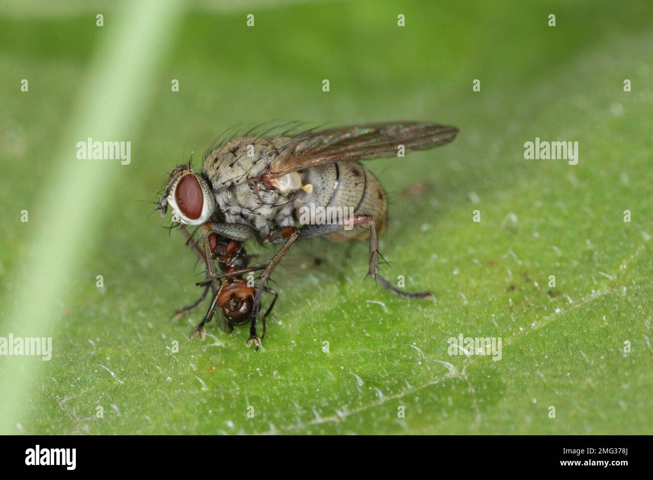 a predatory fly with a hunted prey on a green leaf. high magnification ...