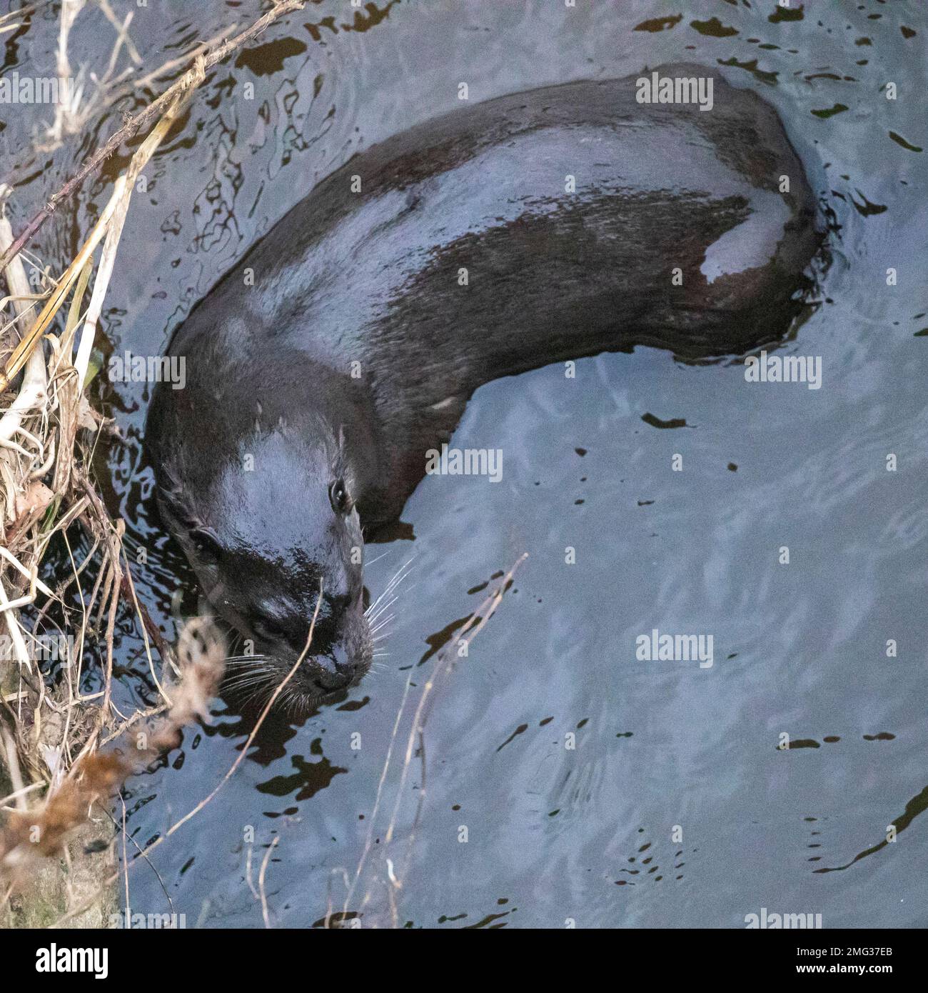 Otter, River Don, Aberdeen, Scotland Stock Photo - Alamy