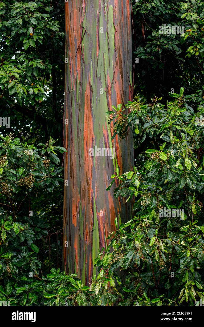 Colorful Rainbow Eucalyptus Trees, Eucalyptus deglupta, growing at the ...