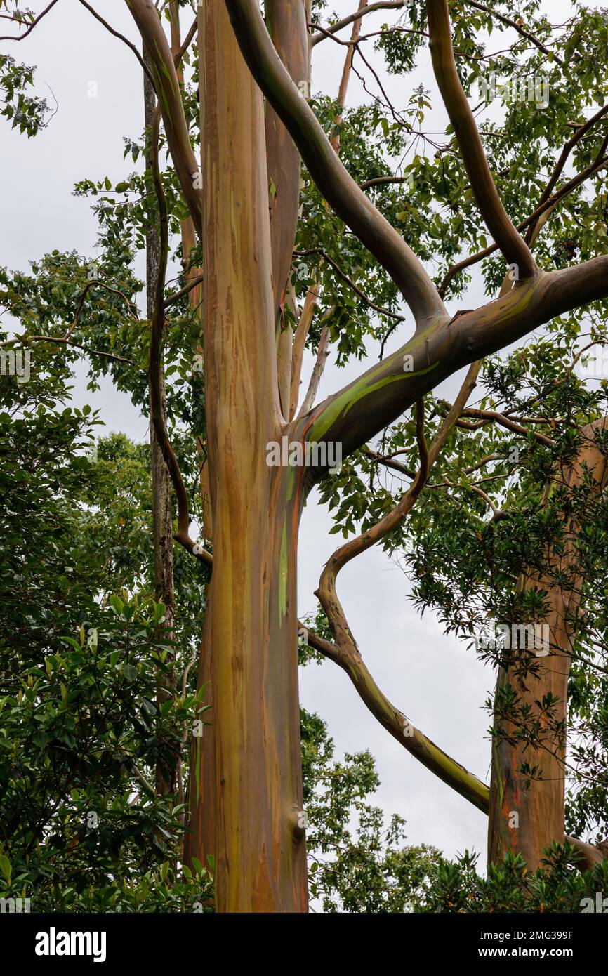 Colorful Rainbow Eucalyptus Trees, Eucalyptus deglupta, growing at the ...