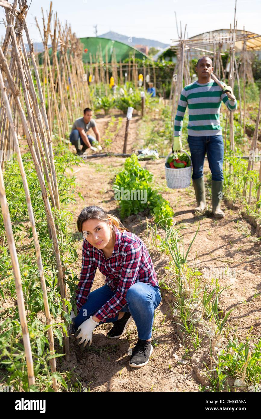 Farmers with bamboo stick working with seedlings Stock Photo - Alamy
