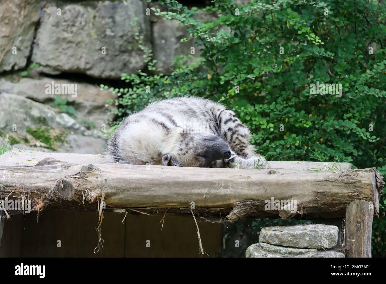 zoo adventure in germany Stock Photo - Alamy