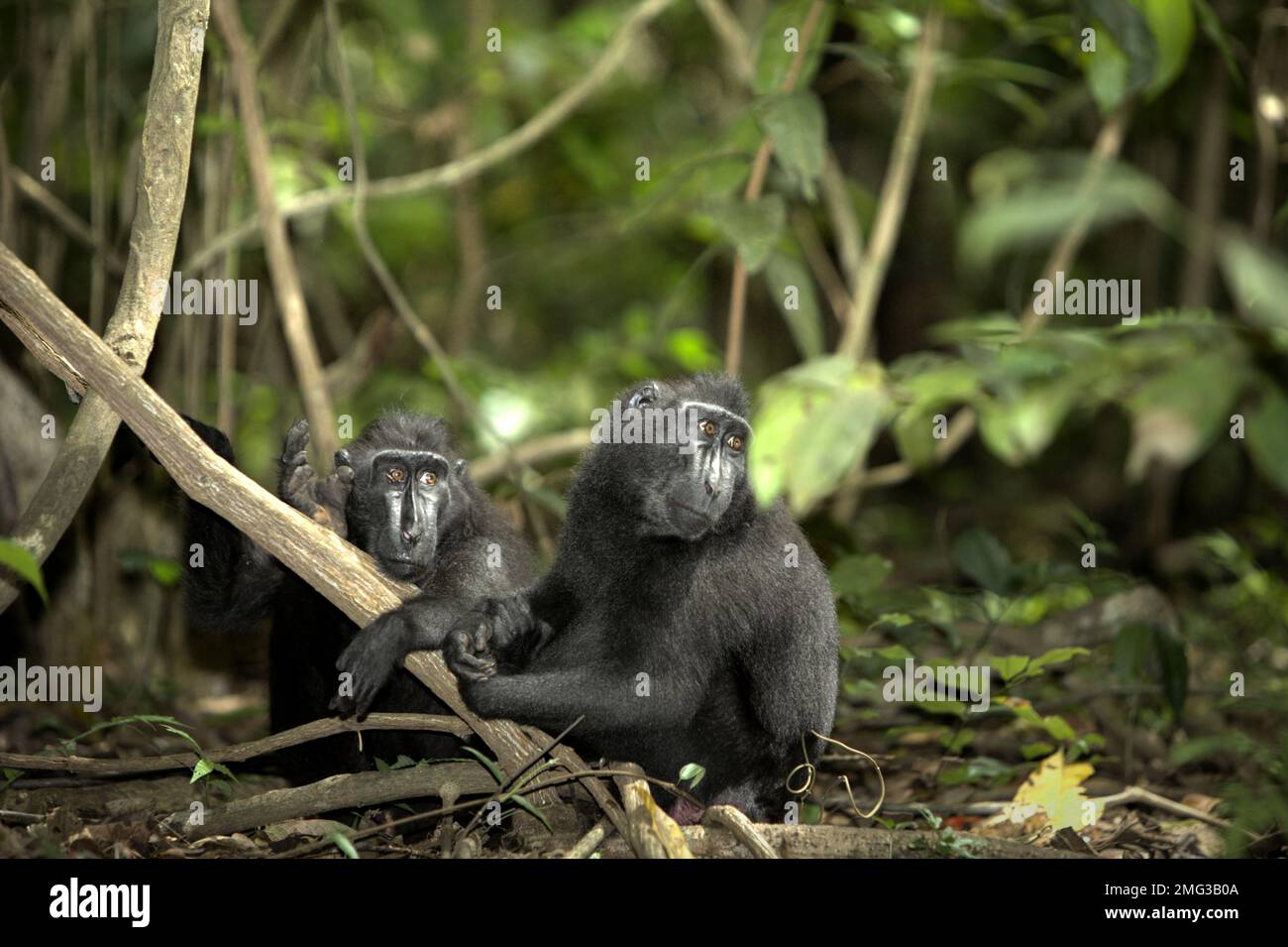 Two individuals of Sulawesi black-crested macaque (Macaca nigra) are ...