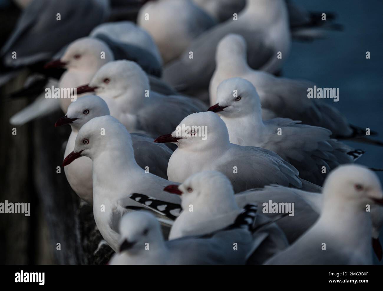 Close up portrait of white and gray red billed gull tarapunga birds ...
