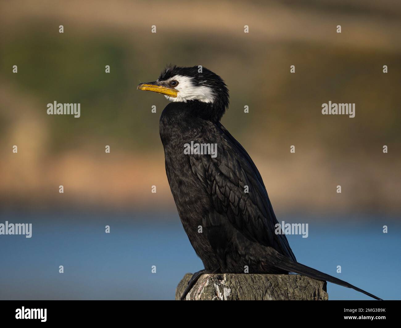 Black and white common shag Australian pied cormorant sitting on wooden ...