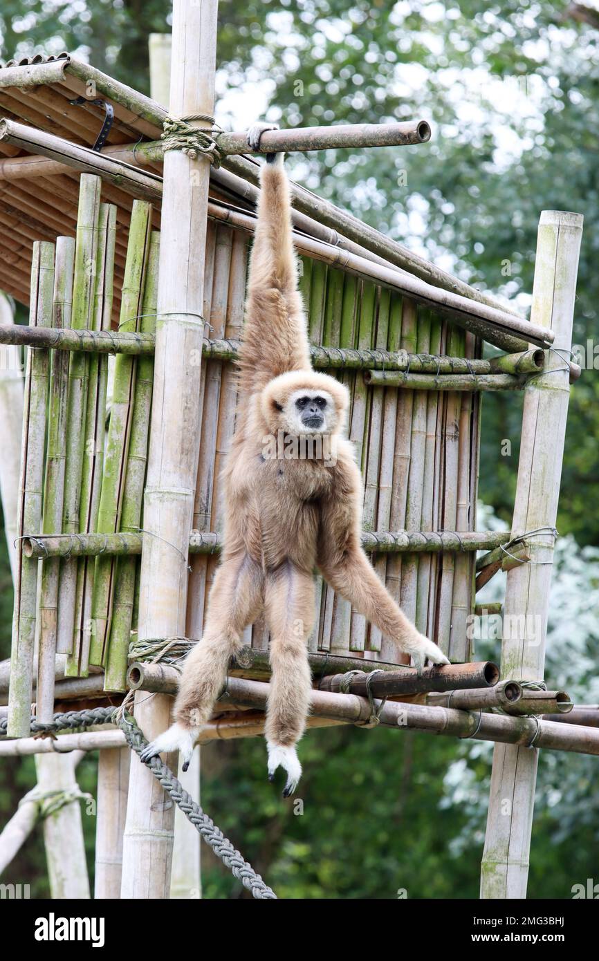 zoo adventure in germany Stock Photo - Alamy